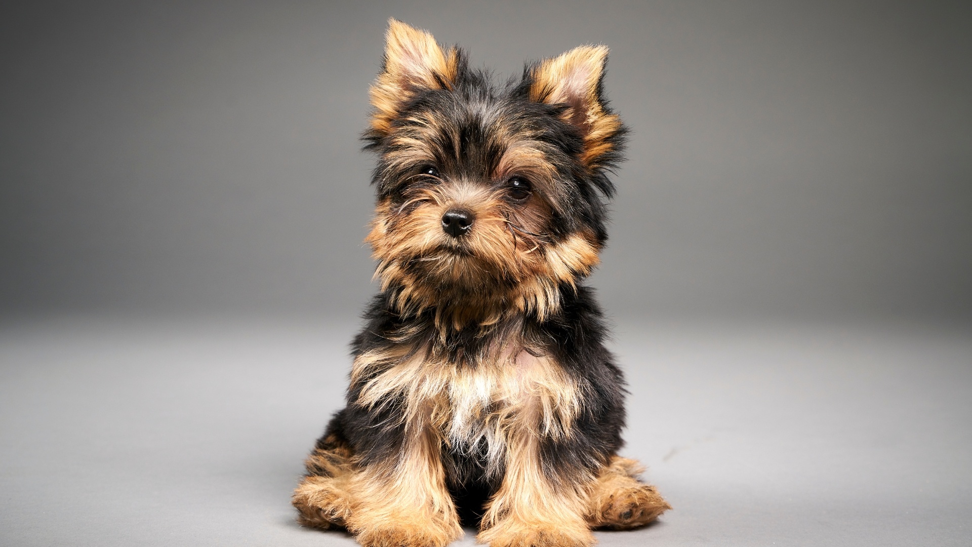 Yorkshire terrier - caracteristici, ingrijire, probleme de sanatate ...